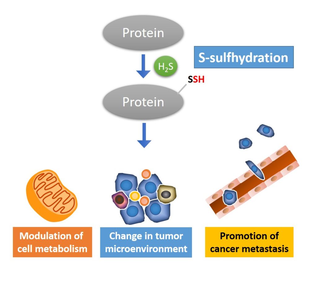 Hydrogen Sulfide Modulation in Cell Metabolism – The Lin Laboratory