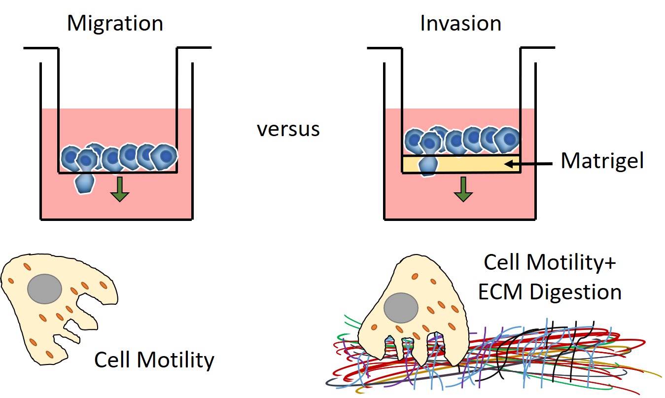 Cancer Metastasis – The Lin Laboratory